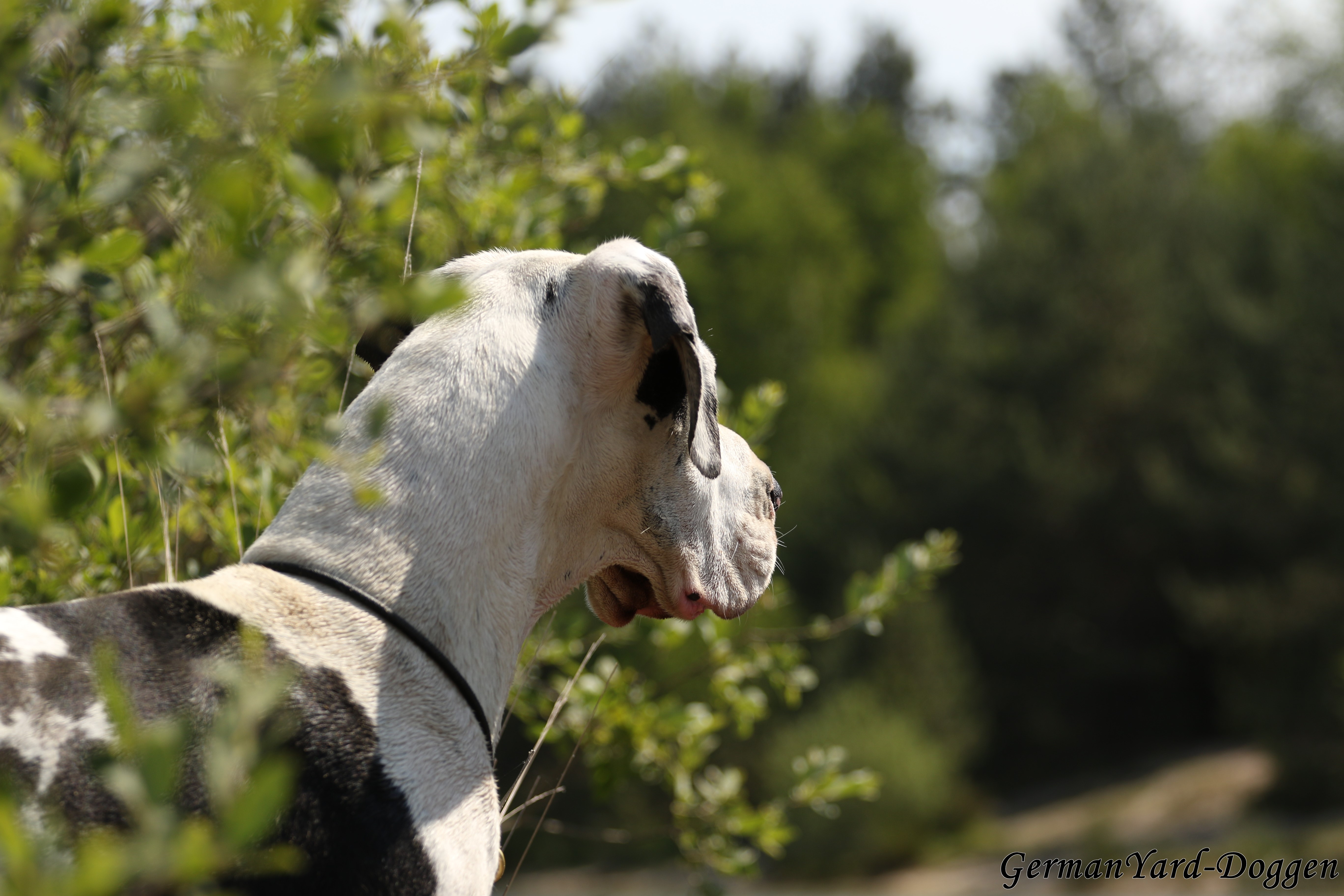 Deutsche Doggen & Chihuahuas of German Yard - Hündinnen